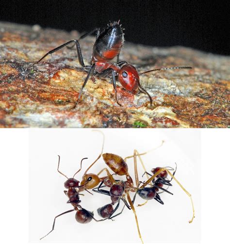 Camponotus Saundersi Exploding