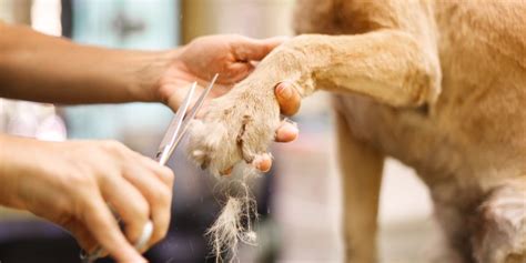 Make Grooming Easier For Your Dog 7 Tips From Pet Groomers Angies