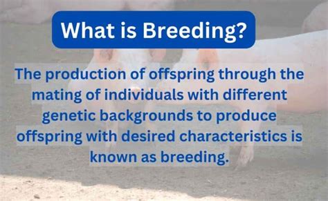 What Is Breeding Definition Principles And Methods