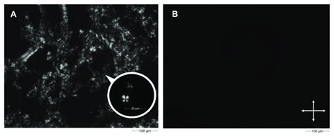 Morphological Characterization Of Lamellar And Cubic Phases Download Scientific Diagram