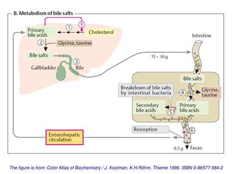 Ppt Biochemistry Of The Liver Powerpoint Presentation Free Download