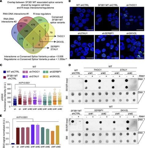 Jci Sf3b1 Mutation And Atm Deletion Codrive Leukemogenesis Via
