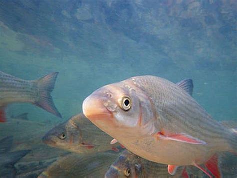 Paduc Pecacsarnok Hu Horgászat Horgász Blog