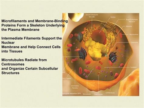 Chapter 2 Cell Pptx Sturcture Of Cell Components And Its Function Ppt