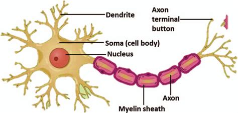 Labeled Diagram Of A Nerve Cell