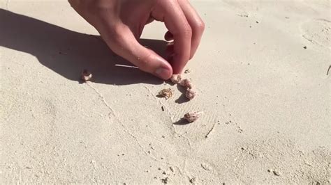 A Well Intentioned Human Helps A Picky Little Hermit Crab Choose The