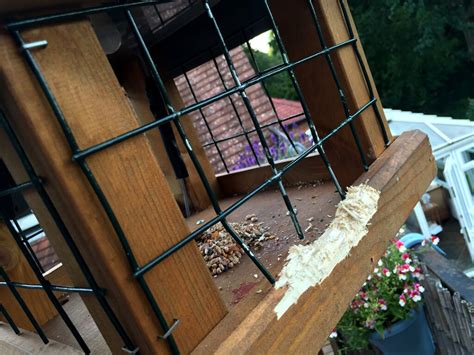 Weekend Build Wifi Enabled Bird Table Part 1 Twig Net Blog