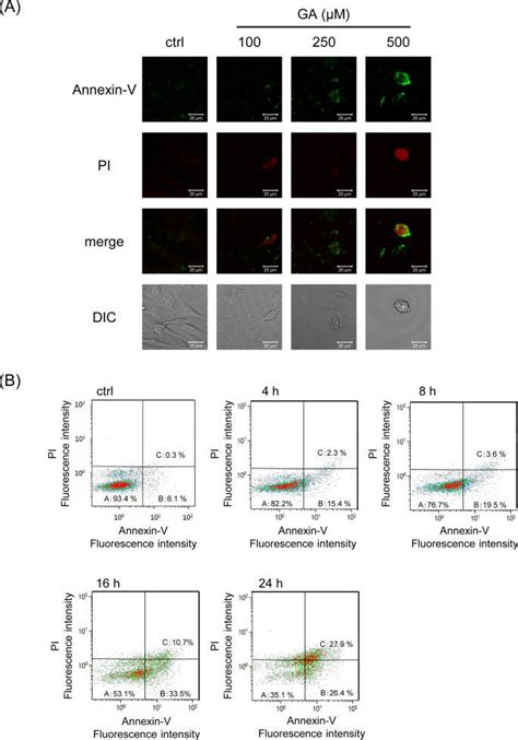 Effect Of Ga On Morphology Of Apoptotic Cells Download Scientific