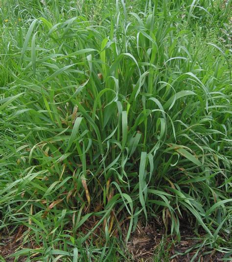 Clearing Couch Grass Twitch Scutch Wickens Quick