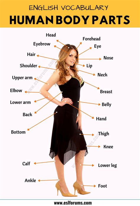 Labeled Body Parts