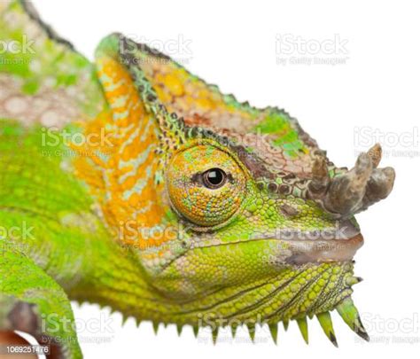 4 발 카멜레온 Chamaeleo Quadricornis 흰색 배경 앞의 클로즈업 도마뱀류에 대한 스톡 사진 및 기타 이미지