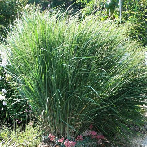 Panicum Virgatum Northwind Switch Grass From Sandys Plants