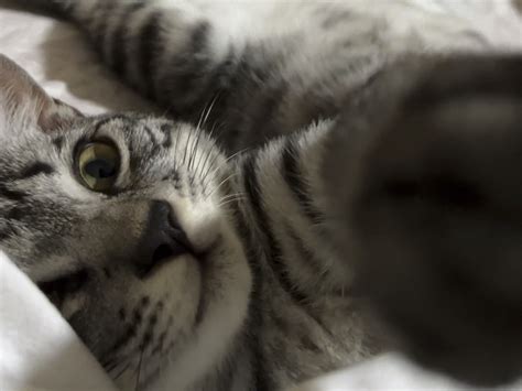 我是超绝哄猫猫高手！！！ 芝士kk1z 芝士kk1z 哔哩哔哩视频