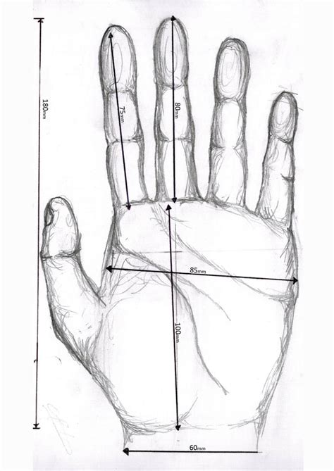 Anthropometric Hand By Gwacko On Deviantart