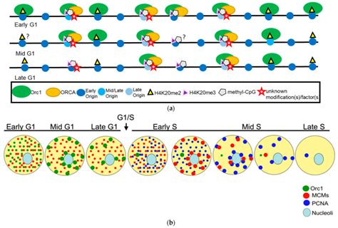 Chromatins Influence On Pre Replication Complex Assembly And Function Pmc
