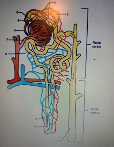 Utinary System Nephron Diagram Quizlet
