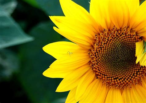 Sončnica helianthus annuus