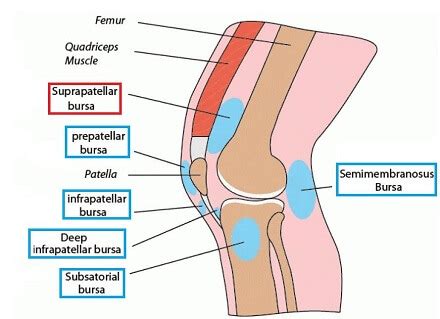 Suprapatellar Bursa Anatomy The Menisci And Bursae Of The Knee Joint