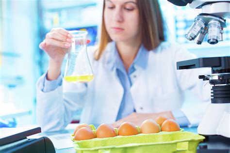Scientist Testing Egg Yolk In A Lab Photograph By Wladimir Bulgar