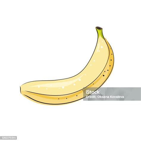 바나나 벡터 도면 고립 된 손으로 그린 바나나 여름 전체 과일 아트 스타일 일러스트 상세한 채식 주의 자 음식 라벨 포스터 인쇄에 적합 건강한 생활방식에 대한 스톡 벡터