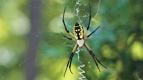 Banana Spider Creepy Crawly And Wonderful Planet Natural