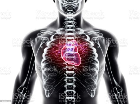 3 D Ilustración De Corazón Concepto Médico Foto De Stock Y Más Banco De