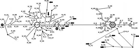 Median Joining Network Based On 408 Bp Of The Mitochondrial Control