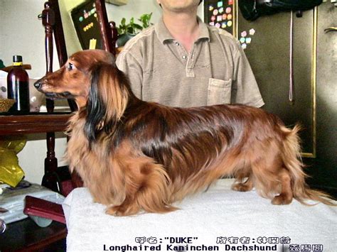 Duke Longhaired Kaninchen Dachshund Flickr