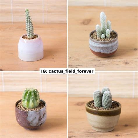 รีวิวกระถางจิ๋วต้นไม้จิ๋ว กระถางจิ๋ว ต้นไม้จิ๋ว