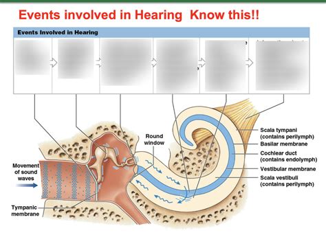 Events In Hearing Exam Diagram Quizlet