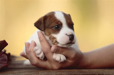 Photos Chiots Jack Russel LOF Elevage Allier Elevage Puy De Dome