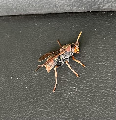 Is This An Australian Paper Wasp Rnewzealandwildlife