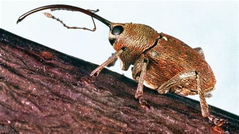 Curculio Proboscides Insect Britannica