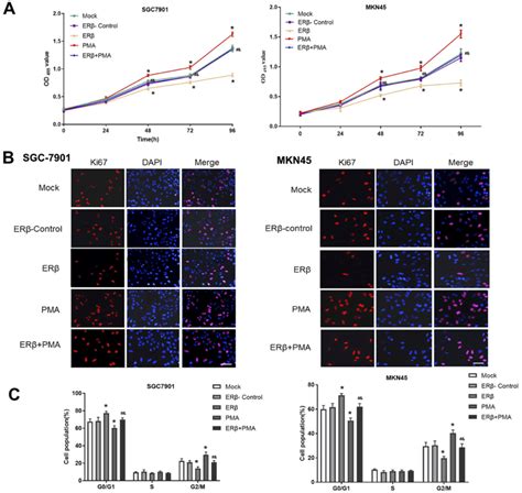 The Proliferation Of Sgc7901 And Mkn45 Cells A Cell Activity Od 495