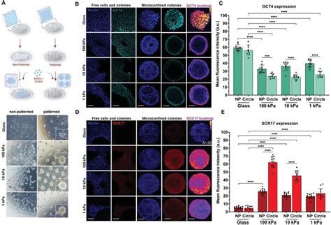 Scientists Use Of Hydrogel Materials Leads To Stem Cells Developing Like Human Embryos