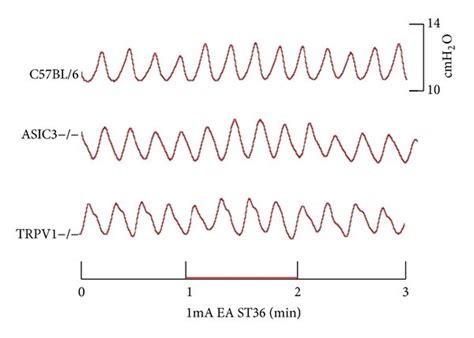 Gastric Motility In Response To 1 Ma Eas At St36 In Three Groups Of