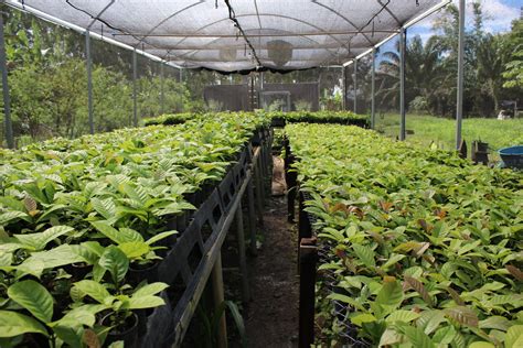 Viveiro mudas de Café Robustas Amazônicos Portal Embrapa