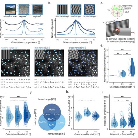 v1 neurons are most responsive to broad orientation bandwidths