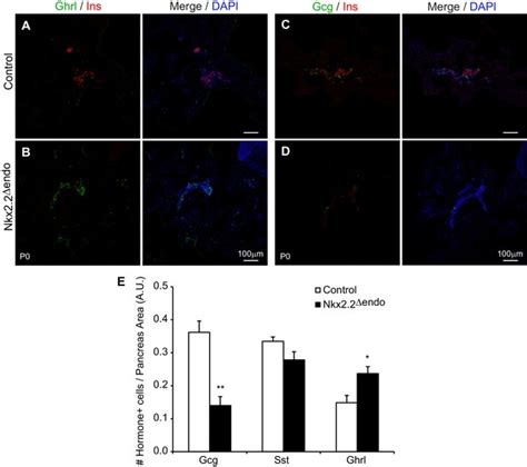 Figures And Data In Genetic Evidence That Nkx22 Acts Primarily