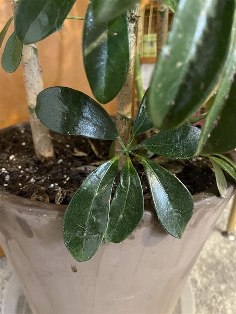 Brown Spots Of Schefflera Leaves Rplantclinic
