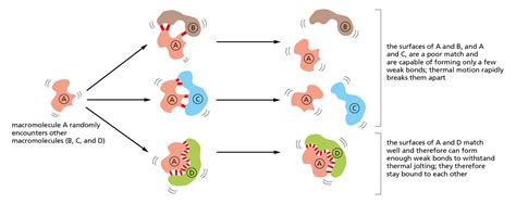 Macromolecules In Cells