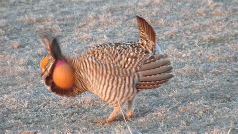 Photo Galleries Prairie Chicken Dance Tours