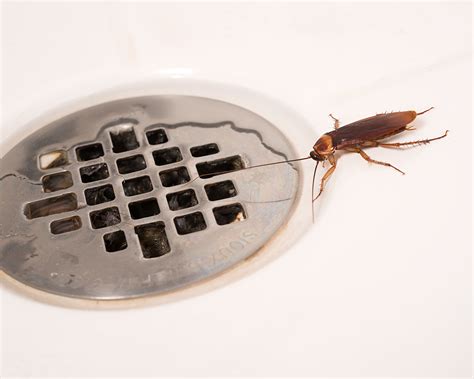 Difference Between Palmetto Bugs And Cockroaches Pestworld