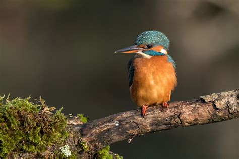 Birds Common Kingfisher Fish Branches Hd Wallpaper Rare Gallery