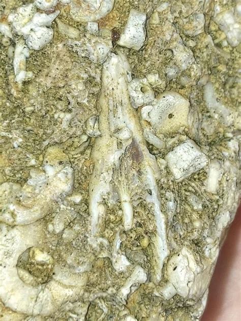 is this a tooth r fossilid