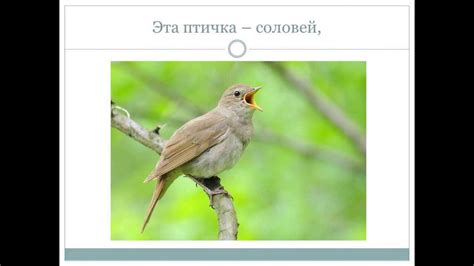 Учим стихотворение И Токмаковой Десять птичек стайка Youtube