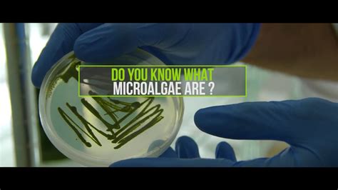 Apa Itu Mikroalga Microalgae Terjemahan Bahasa Indonesia Youtube