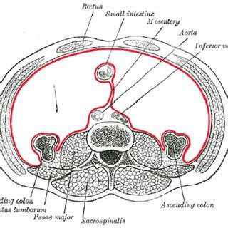 Diagram Of A Transverse Section Through The Abdomen The Peritoneum Is