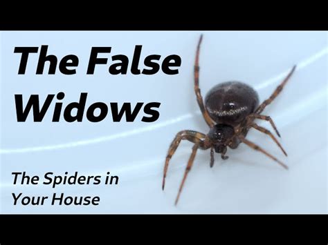 Diffe Types Of False Widow Spider
