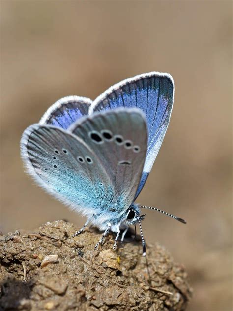 Blue Butterfly Beautiful Butterflies Blue Butterfly Butterfly